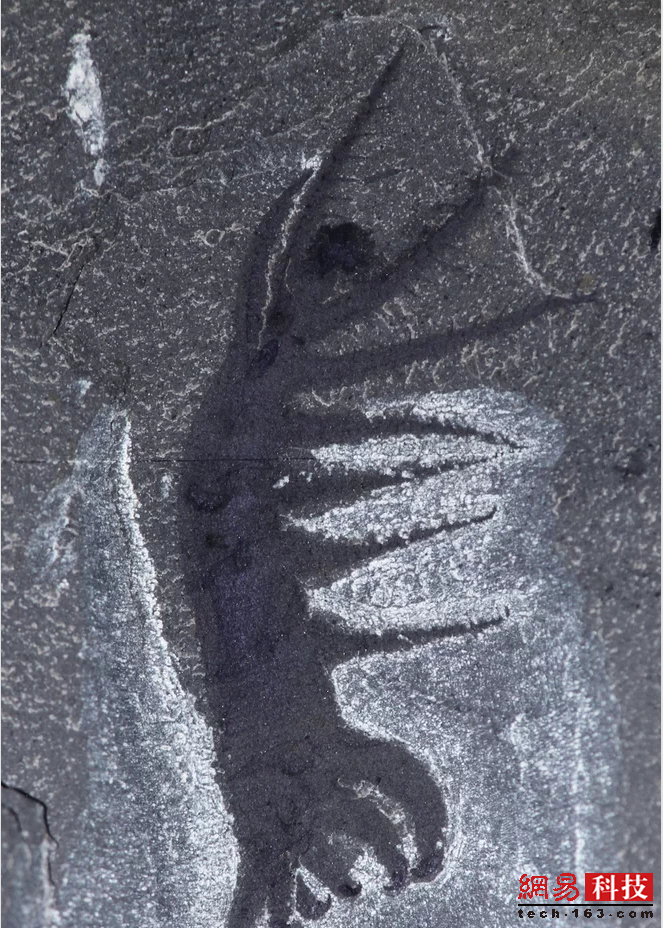 这些怪异生物曾是海洋统治者