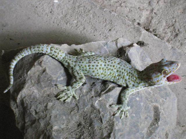 蝌蚪五线谱 - 专注做权威、有趣、贴近生活的互联网科学传播