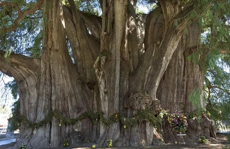 蝌蚪五线谱 - 专注做权威、有趣、贴近生活的互联网科学传播