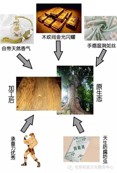 Can't Afford to Buy a Gold Phoebe? How about planting one?