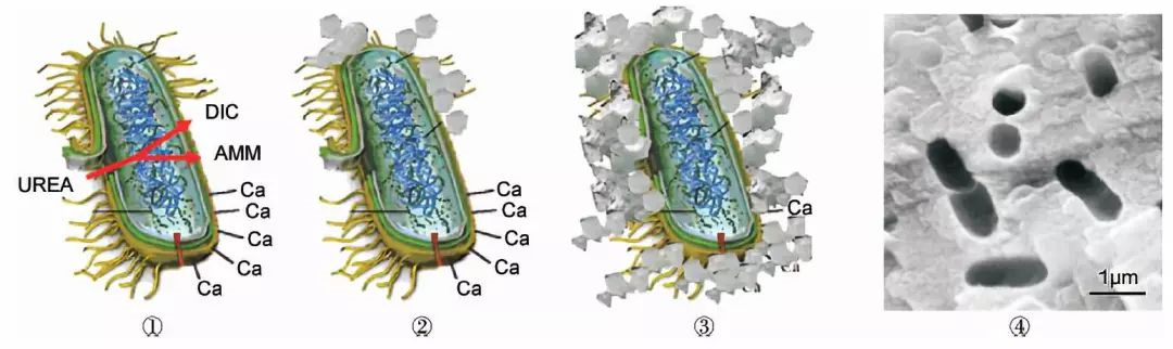 什么？细菌也能盖房子？