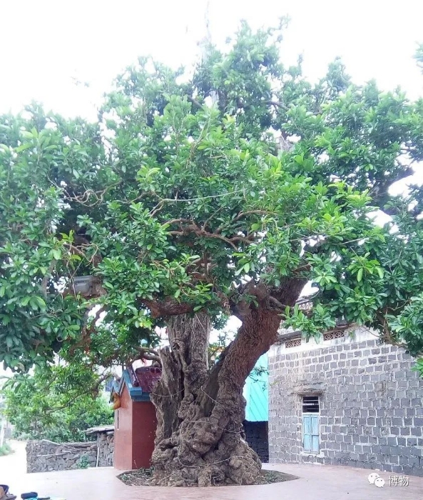 蝌蚪五线谱 - 专注做权威、有趣、贴近生活的互联网科学传播