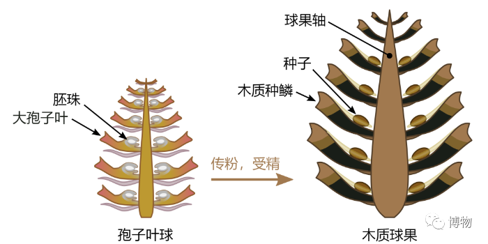 蝌蚪五线谱 - 专注做权威、有趣、贴近生活的互联网科学传播