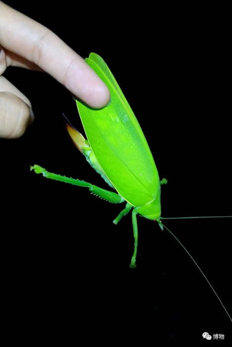 蝌蚪五线谱 - 专注做权威、有趣、贴近生活的互联网科学传播